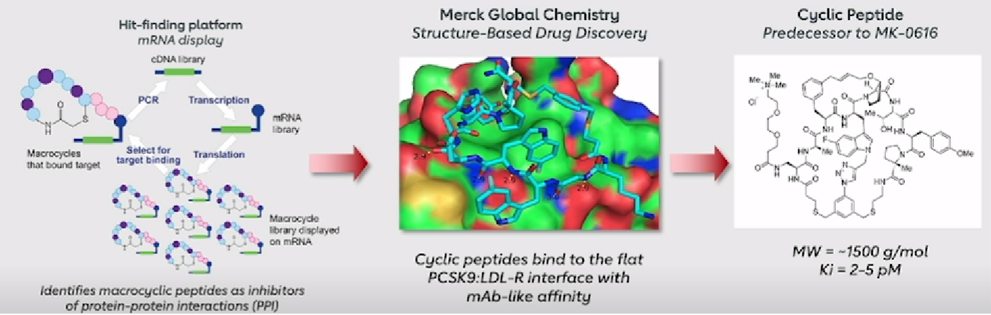 AHA2021｜PCSK9新型口服药MK-0616的两项Ⅰ期临床研究 -- 严道医声网