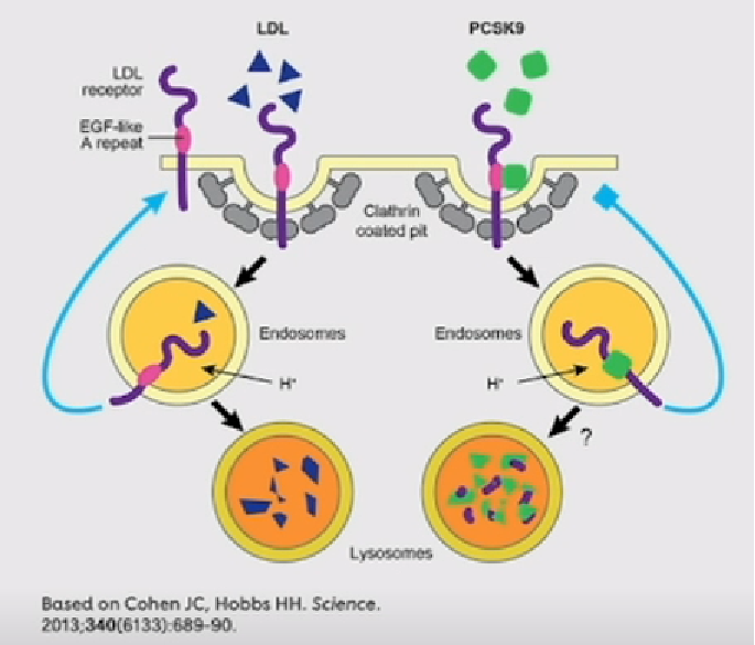 AHA2021｜PCSK9新型口服药MK-0616的两项Ⅰ期临床研究 -- 严道医声网